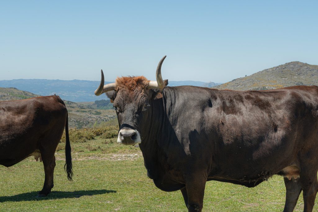 Sobre a Raça Maronesa - Carne Maronesa DOP